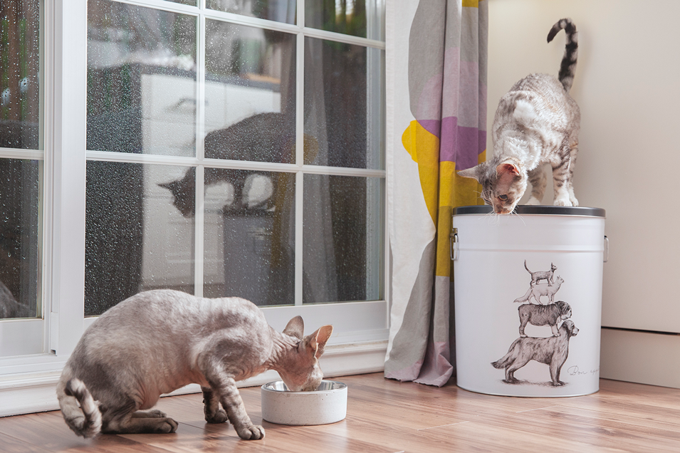 Educhateur - HIERARCHY AND TERRITORIES IN CATS – BeOneBreed