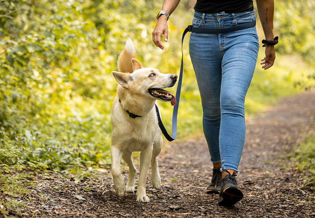 Paws and Play: the importance of physical exercise for dogs – BeOneBreed