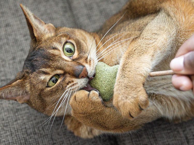 Euphoria toy - Matatabi – BeOneBreed