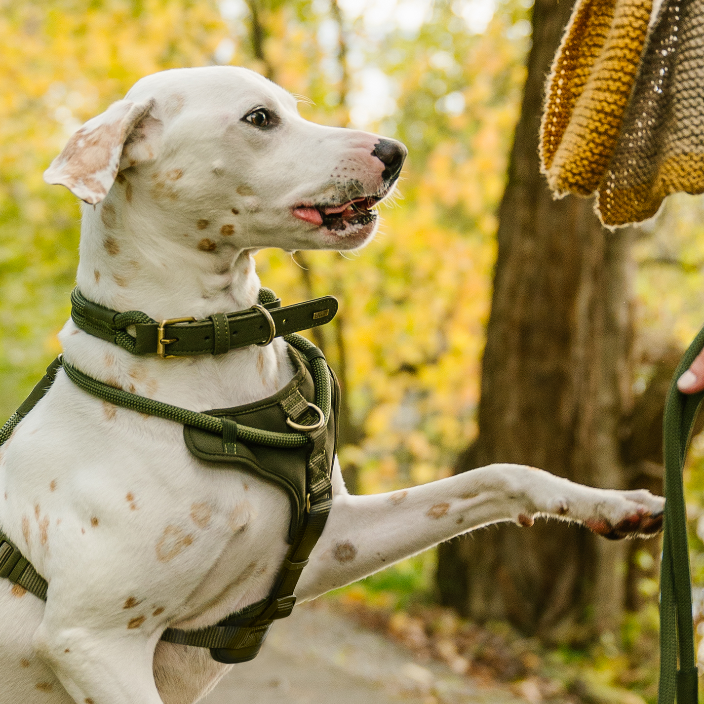 Luxury rope dog collar – BeOneBreed