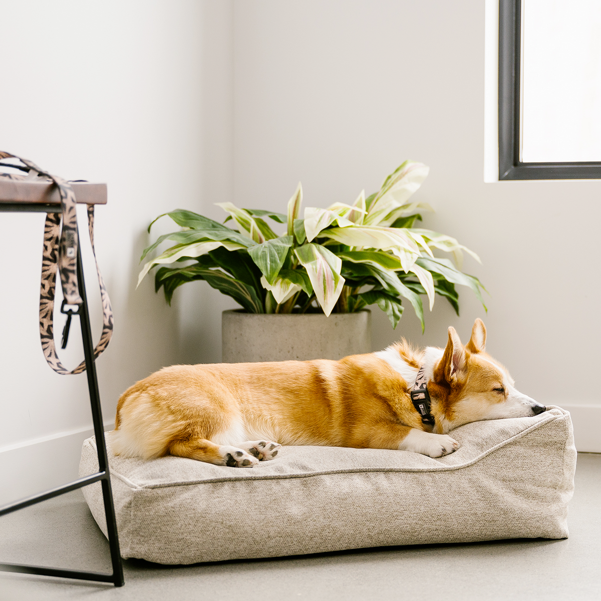 Therapet bed spare cover, 2 sizes – BeOneBreed