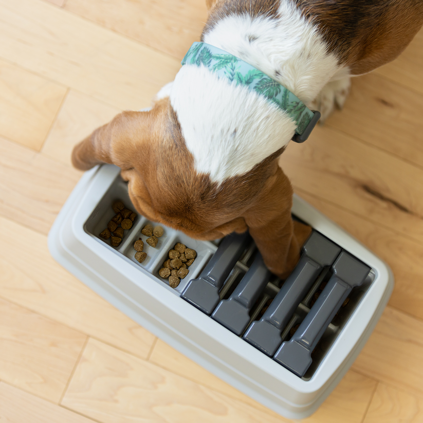 Interactive sliding feeder for cat and dog – BeOneBreed