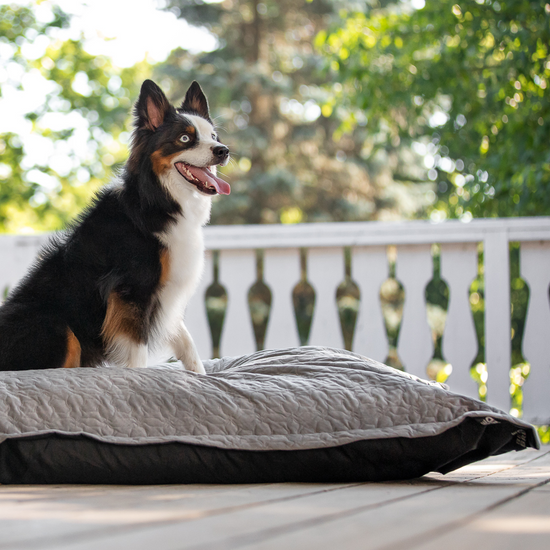 Memory foam dog cloud pillow, 2 sizes – BeOneBreed