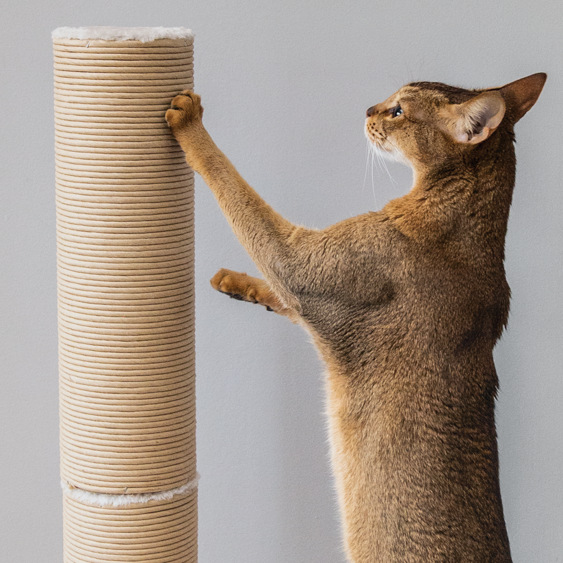 Paper rope cat scratching post – BeOneBreed