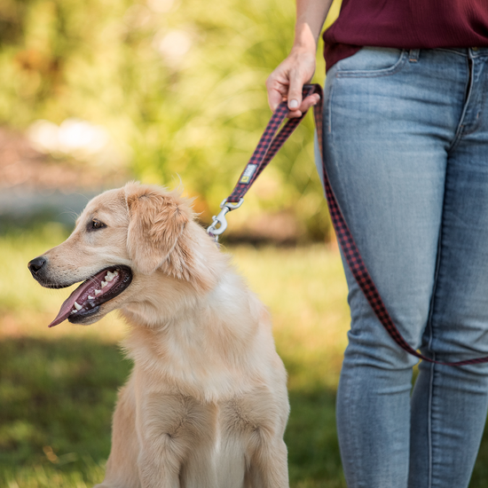 Multifunction silicone dog leash – BeOneBreed